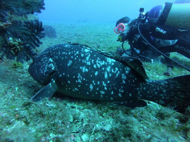 La Maddalena & Lavezzi : scuba diving for certified divers. - An In-Depth Look at the La Maddalena & Lavezzi Scuba Tour