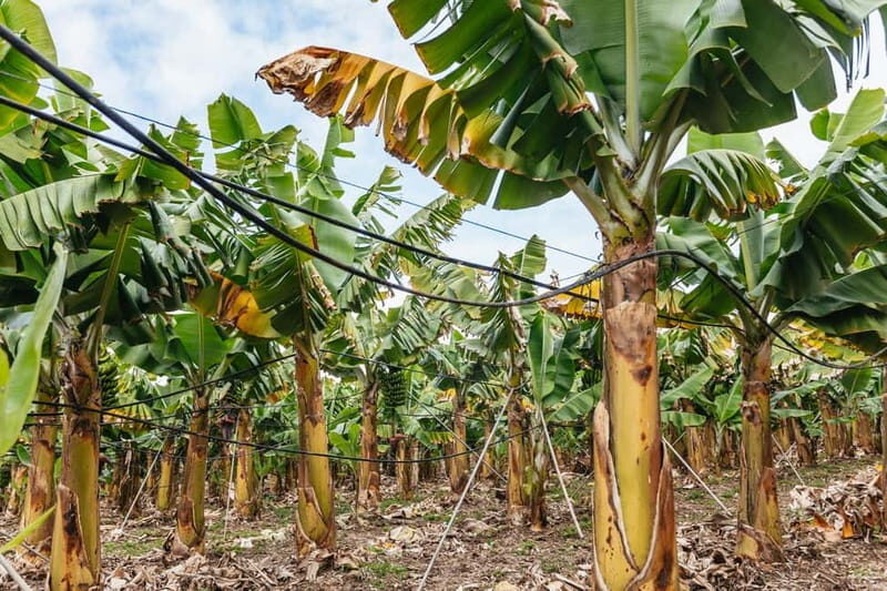 La Orotava: Eco Banana Plantation Tour with Banana Liquor - Key Points