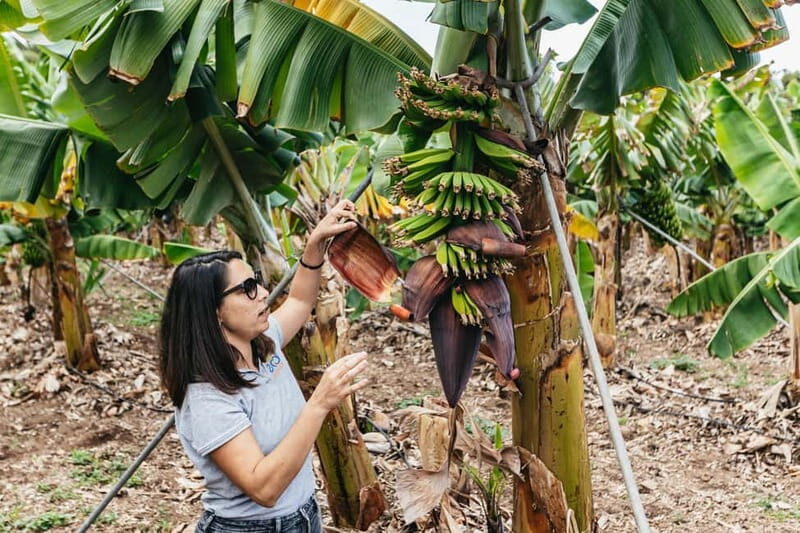 La Orotava: Eco Banana Plantation Tour with Banana Liquor - Exploring the Plantation: What to Expect