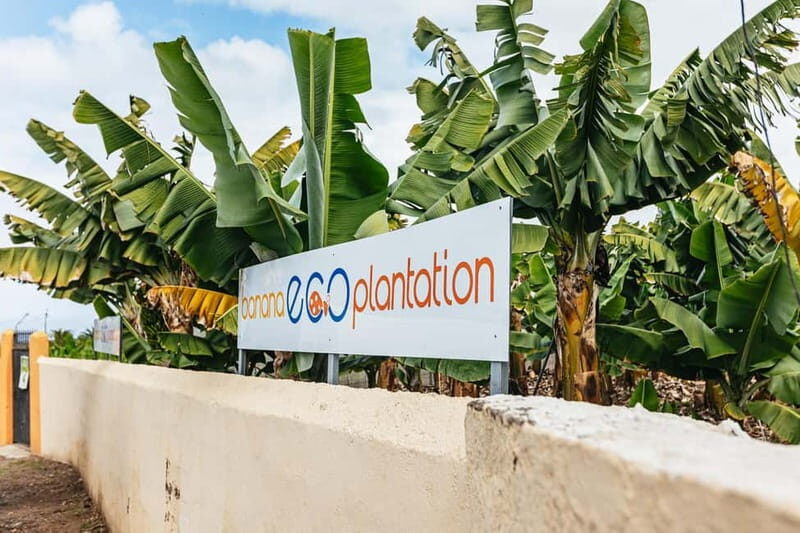 La Orotava: Eco Banana Plantation Tour with Banana Liquor - Practical Details for Visitors