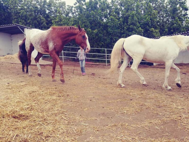 La Orotava: Workshop "Natural Horsemanship" and Permaculture - Introduction