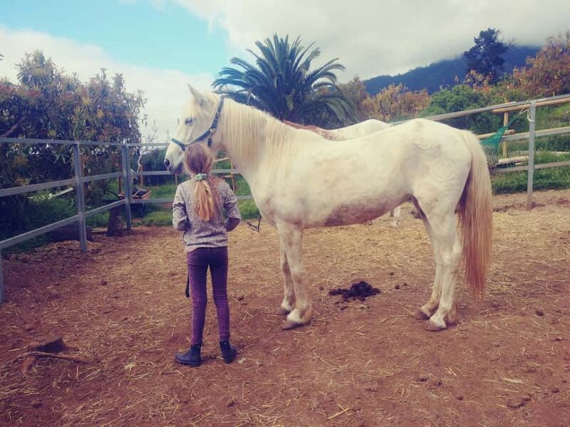 La Orotava: Workshop "Natural Horsemanship" and Permaculture - Key Points