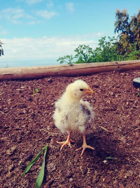 La Orotava: Workshop "Natural Horsemanship" and Permaculture - The Value of This Experience