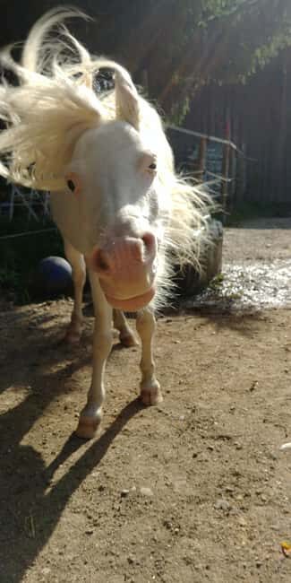La Orotava: Workshop "Natural Horsemanship" and Permaculture - Who Would Love This?