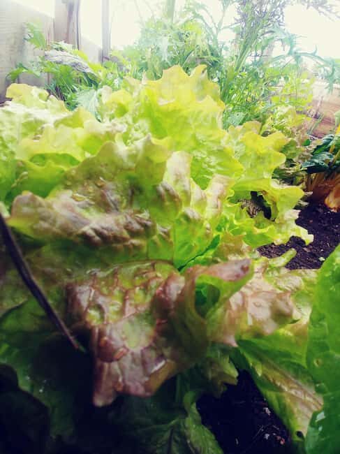La Orotava: Workshop "Natural Horsemanship" and Permaculture - The Sum Up