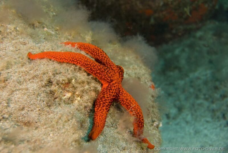 La Palma: Atlantic Snorkeling Tour with Full Gear Rental - Introduction