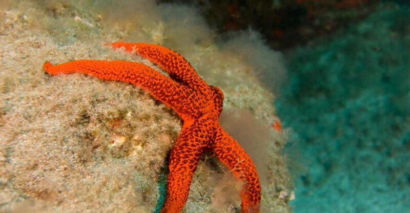 La Palma: Atlantic Snorkeling Tour with Full Gear Rental - What the Tour Involves