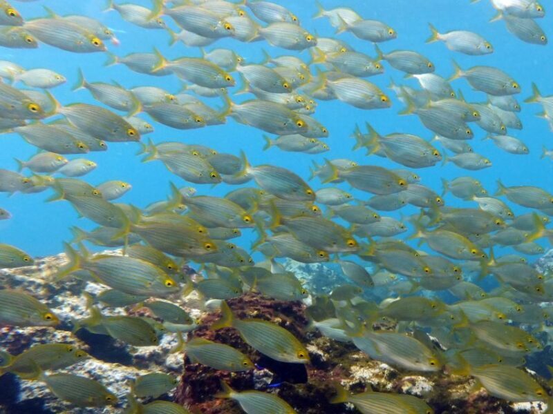 La Palma: Atlantic Snorkeling Tour with Full Gear Rental - Authentic Marine Encounters and Learning