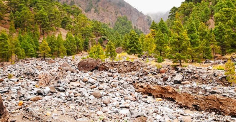 La Palma: Caldera de Taburiente National Park Guided Hike - Authentic Experiences Loved by Travelers