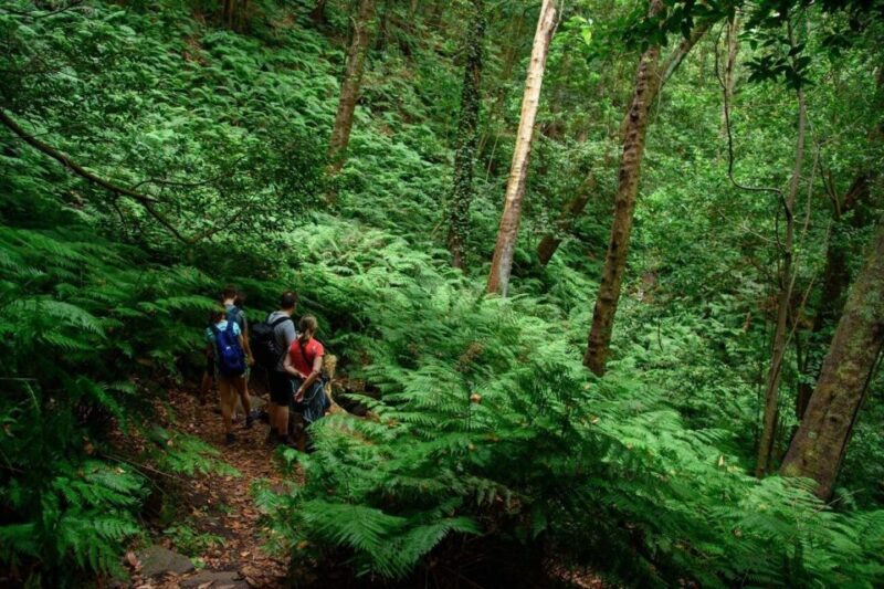 La Palma: Guided Trekking Tour To Cubo de la Galga - A Detailed Look at the Tour Experience
