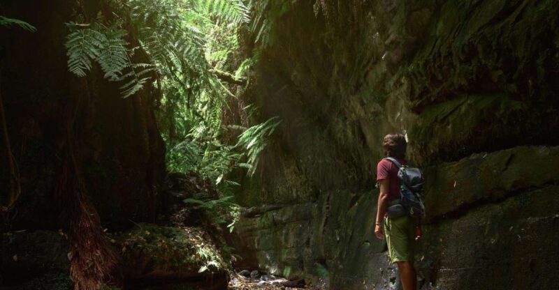 La Palma: Guided Trekking Tour To Cubo de la Galga - Authentic Experiences & Review Insights