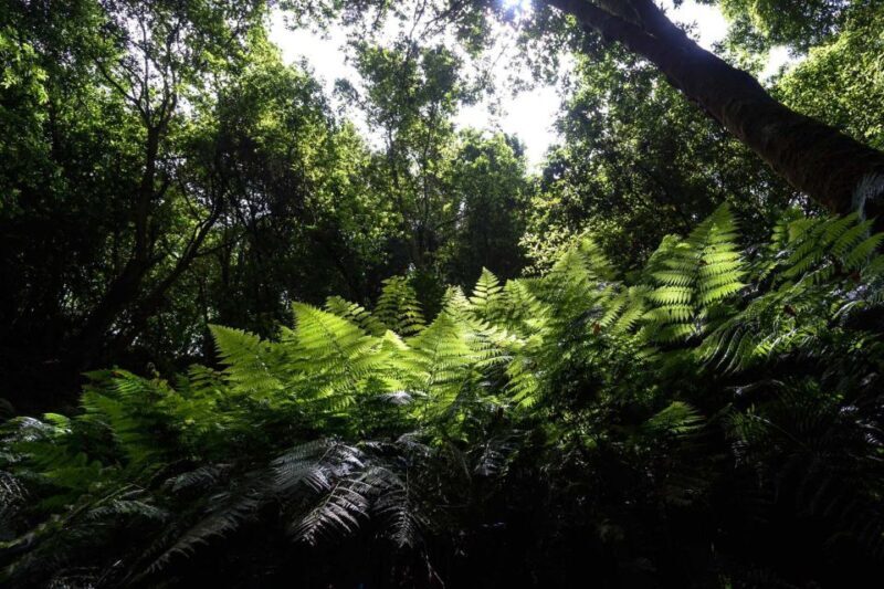 La Palma: Guided Trekking Tour To Cubo de la Galga - Who Will Love This Tour?