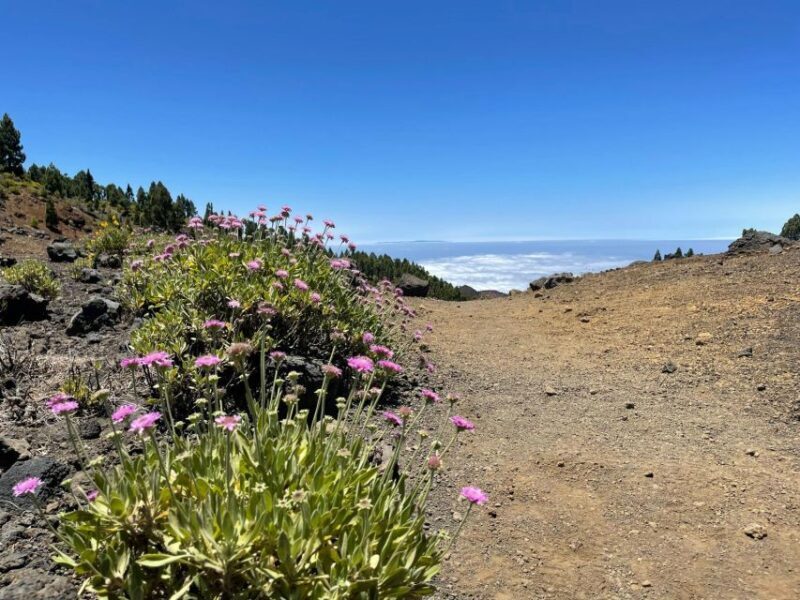 La Palma: Guided trekking tour to volcanoes south - Final Words: Why Consider This Trek?
