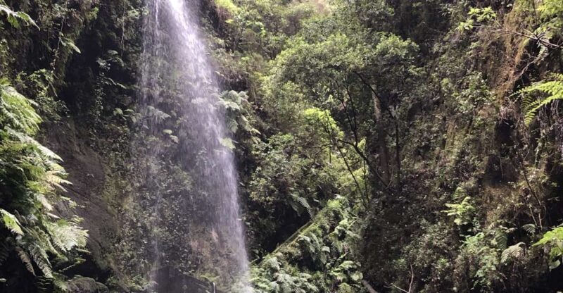 La Palma: North Island Bus Tour with Ron Aldea Distillery - Why You Should Consider This Tour