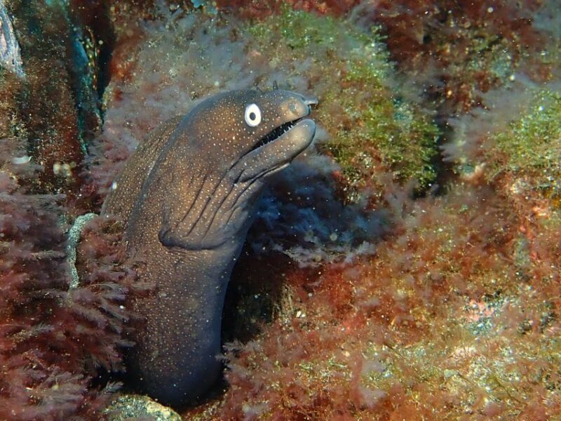 La Palma : Snorkeling Tour in Los Cancajos - An In-Depth Look at the Snorkeling Experience
