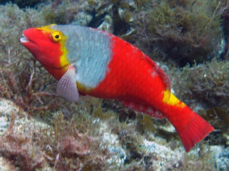 La Palma: SSI Try Scuba Program - Authentic Experiences & Real Traveler Insights