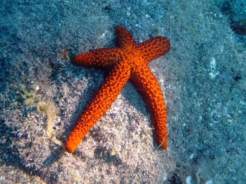 La Palma: SSI Try Scuba Program - FAQs