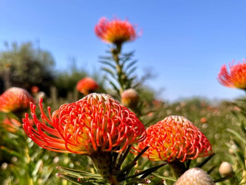 La Palma : Tour of an ecological farm w/ animals & tasting - Key Points