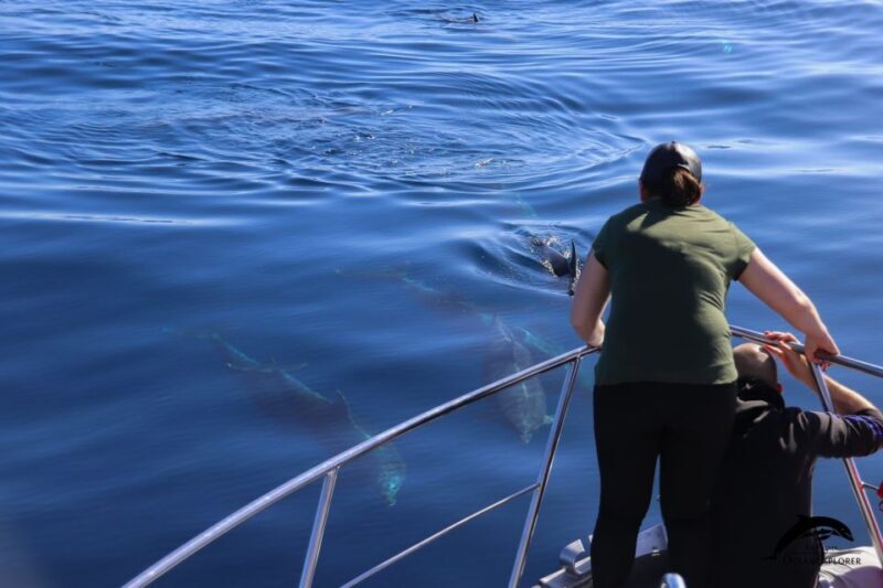 La Palma: Whale Watching Experience and Coastal Highlights - Key Points