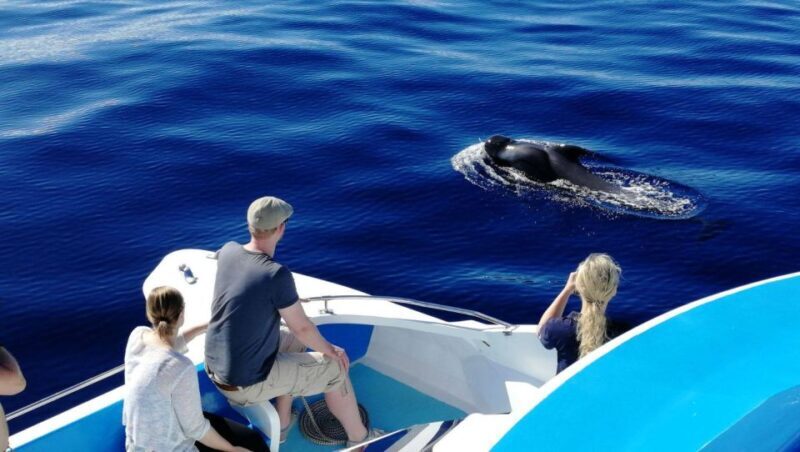 La Palma: Wildlife Viewing and Cumbre Vieja Boat Tour - Key Points