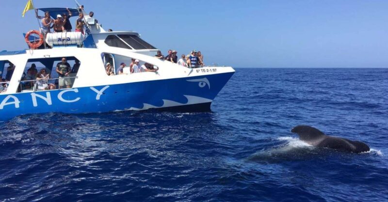 La Palma: Wildlife Viewing and Cumbre Vieja Boat Tour - An In-Depth Look at the La Palma Boat Tour Experience