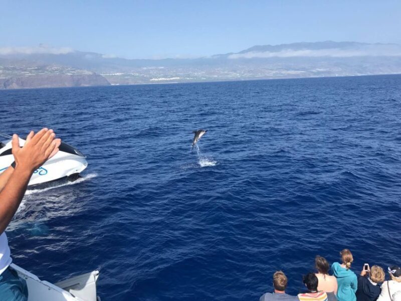 La Palma: Wildlife Viewing and Cumbre Vieja Boat Tour - Final Words