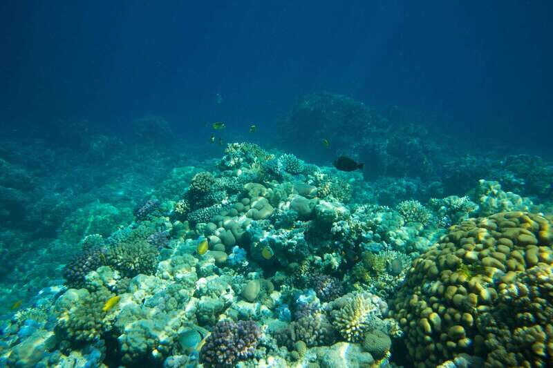 La Paz: Coral Farm Snorkel Tour - A Deep Dive into the Coral Farm Snorkel Tour