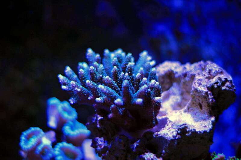 La Paz: Coral Farm Snorkel Tour - Final Thoughts