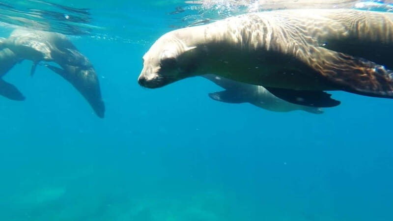 La Paz: Day Cruise & Snorkelling (w/sea lions) Food & Drinks - Marine Life & Snorkeling Highlights