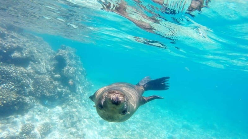 La Paz: Day Cruise & Snorkelling (w/sea lions) Food & Drinks - Who This Tour Is Best For