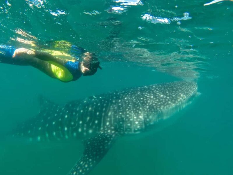 La Paz: Experience Swimming with a Whale Shark - Key Points