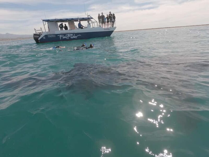 La Paz: Experience Swimming with a Whale Shark - An Authentic La Paz Marine Escape: What to Expect