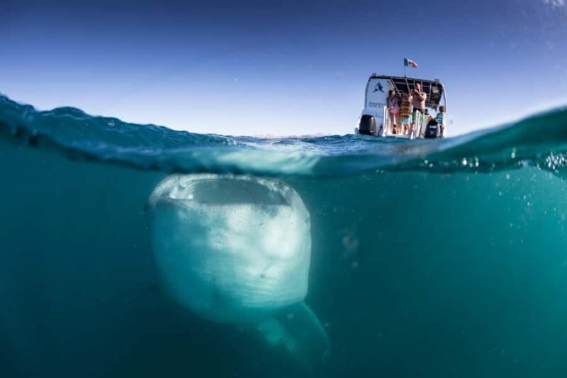 La Paz: Experience Swimming with a Whale Shark - Who Should Consider This Tour?