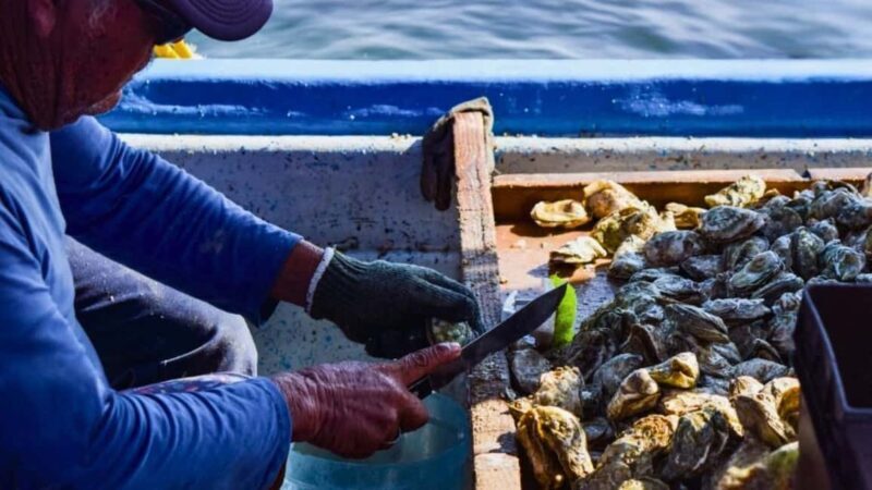 La Paz: Mangrove Adventure, Snorkeling and Shellfish Tasting - Who Should Consider This Tour?