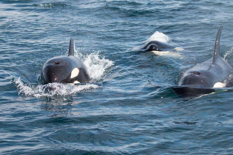 La Paz - Ocean Safari: find dolphins, orcas, and sea lions - Authentic Encounters and Real-World Feedback