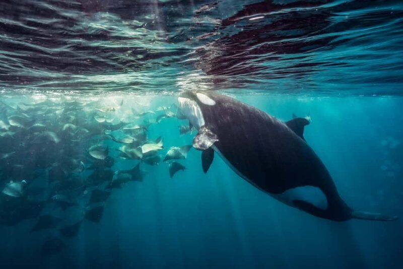 La Paz or La Ventana: Ocean Safari - Key Points