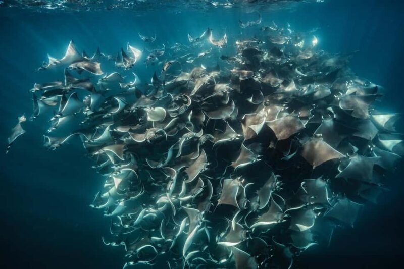 La Paz or La Ventana: Ocean Safari - Discovering Baja California’s Marine World