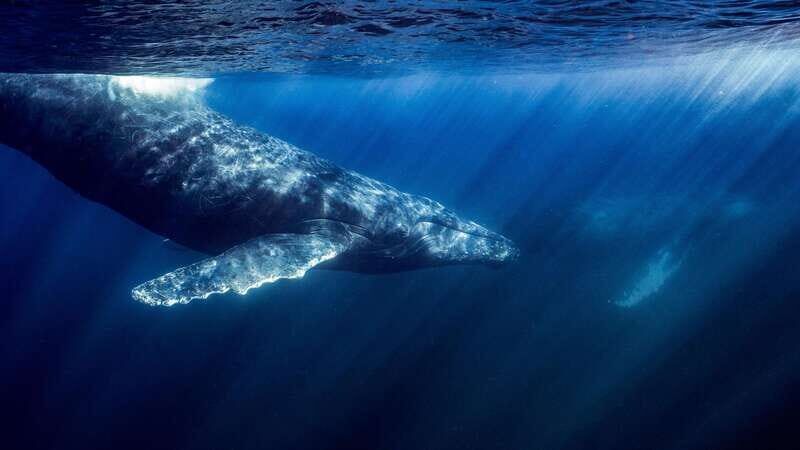 La Paz or La Ventana: Ocean Safari - The Real Experience: What Travelers Say