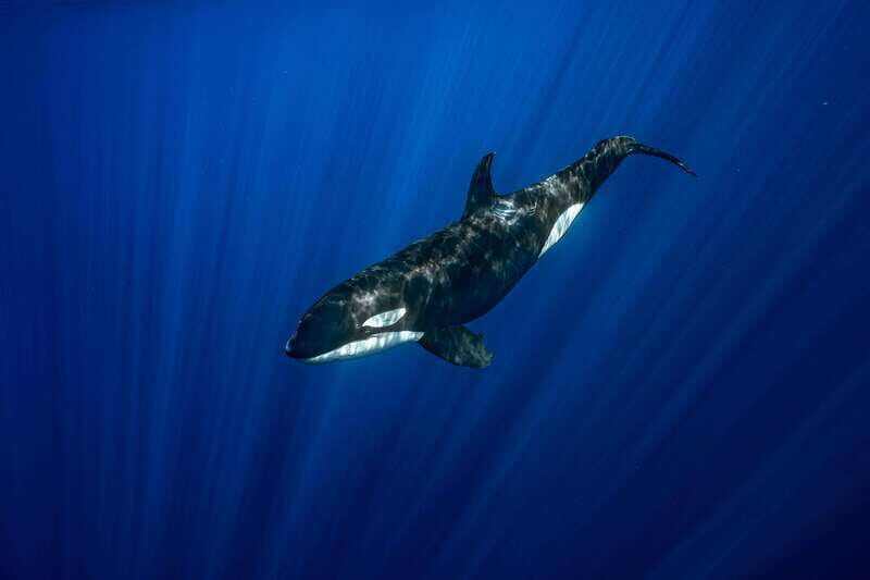 La Paz or La Ventana: Ocean Safari - What to Expect: The Itinerary in Detail