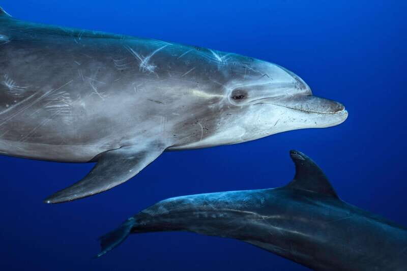 La Paz or La Ventana: Ocean Safari - Analyzing the Cost and Experience