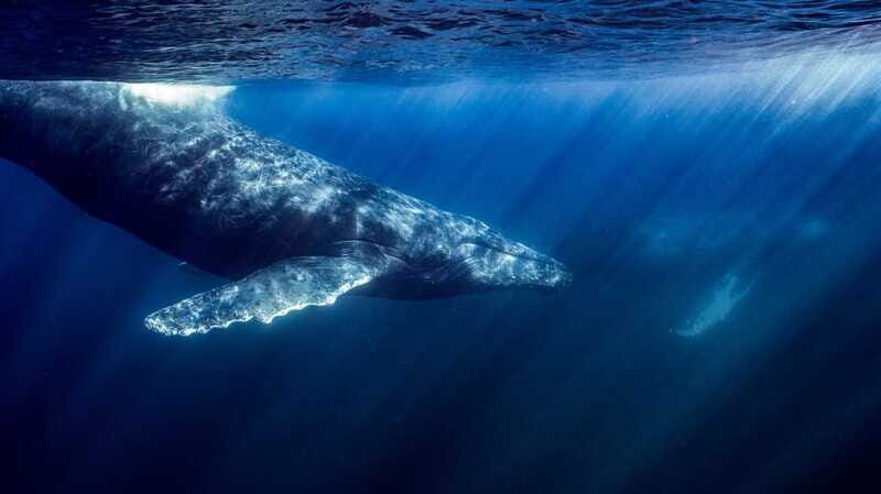 La Paz or La Ventana: Ocean Safari - Who Will Love This Tour?