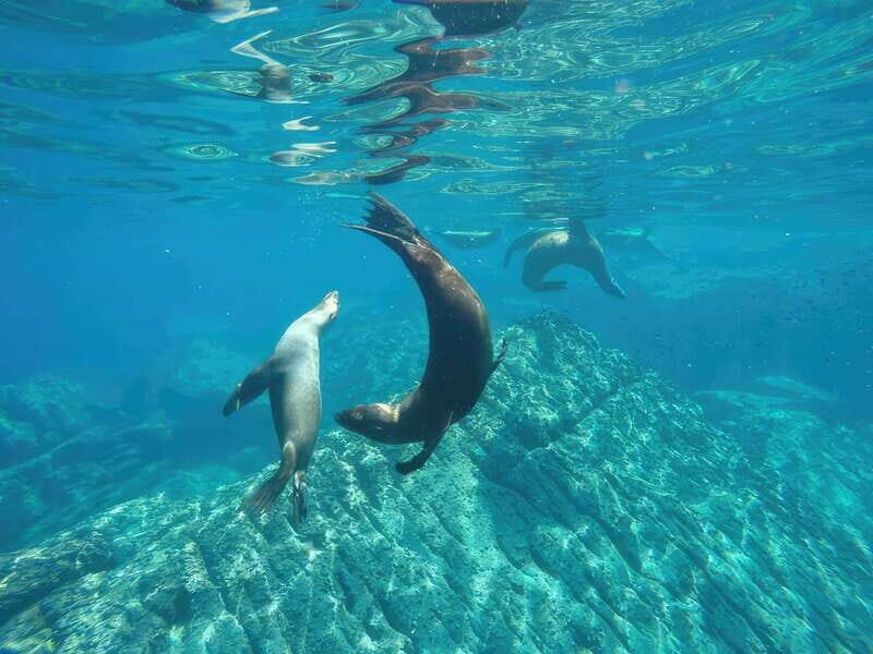 La Paz: Sea Lion Snorkeling at Espirtu Santo Island - A Detailed Look at the Experience