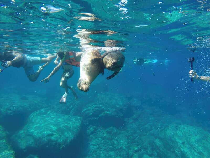 La Paz: Sea Lion Snorkeling at Espirtu Santo Island - Who This Tour Is Best For