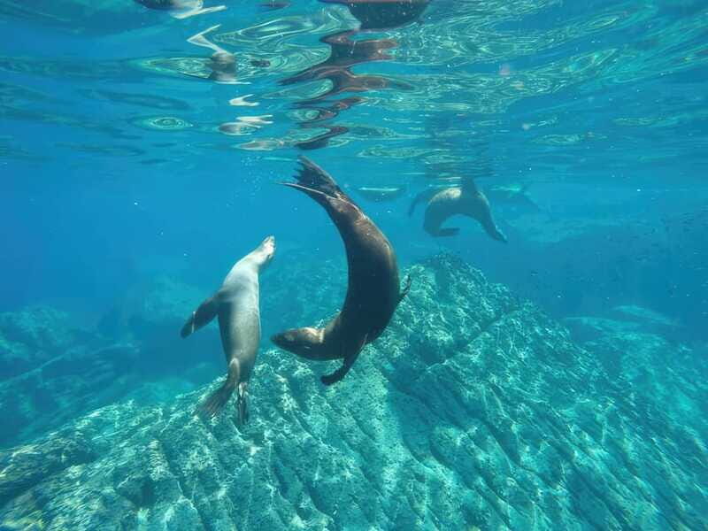 La Paz: Sea Lion Snorkeling at Espirtu Santo Island - Wrapping It Up
