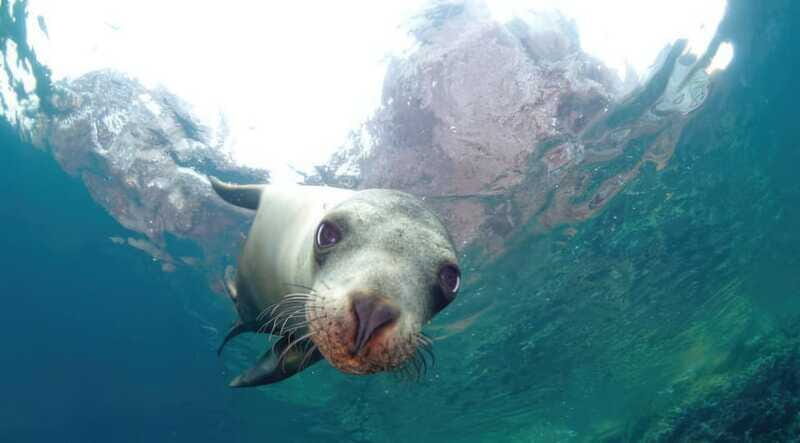 La Paz: Sea Lion Snorkeling at Espirtu Santo Island - FAQ