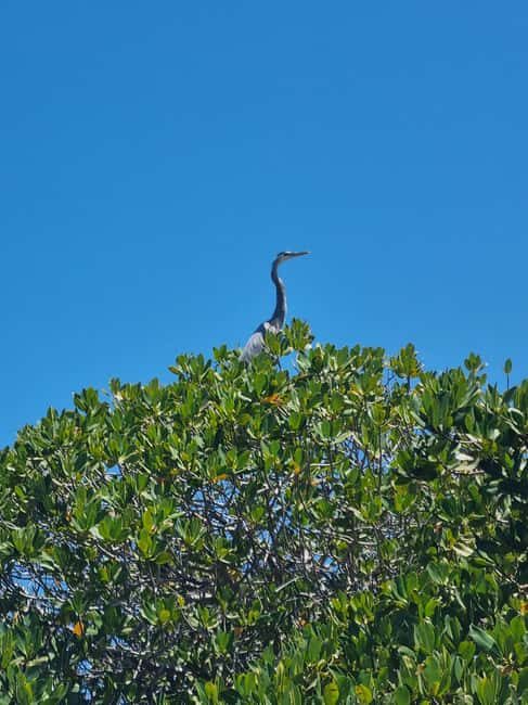 La Paz: Sea Lions & Mega-Paddleboard Tour in Balandra - FAQ