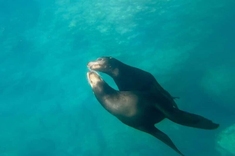 La Paz: Sea Lions & Mega-Paddleboard Tour in Espiritu Santo - An In-Depth Look at the Tour Experience