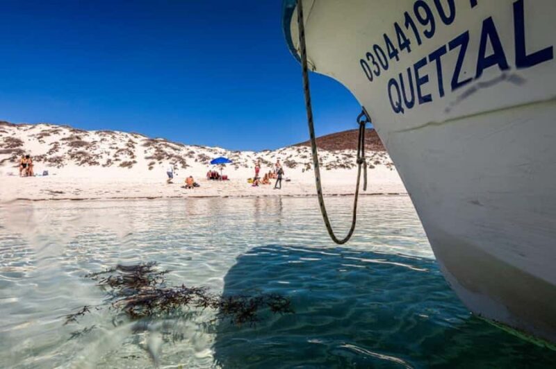 La Paz: Whale Shark and Sea Lions Snorkeling Tour - La Paz: Whale Shark and Sea Lions Snorkeling Tour — An Authentic Marine Adventure
