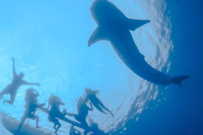La Paz Whale Shark Snorkeling Tour and Lunch From Los Cabos - A Detailed Look at the Tour Experience
