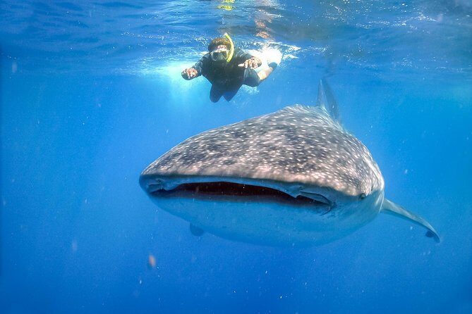La Paz Whale Shark Snorkeling Tour and Lunch From Los Cabos - Considerations and Tips